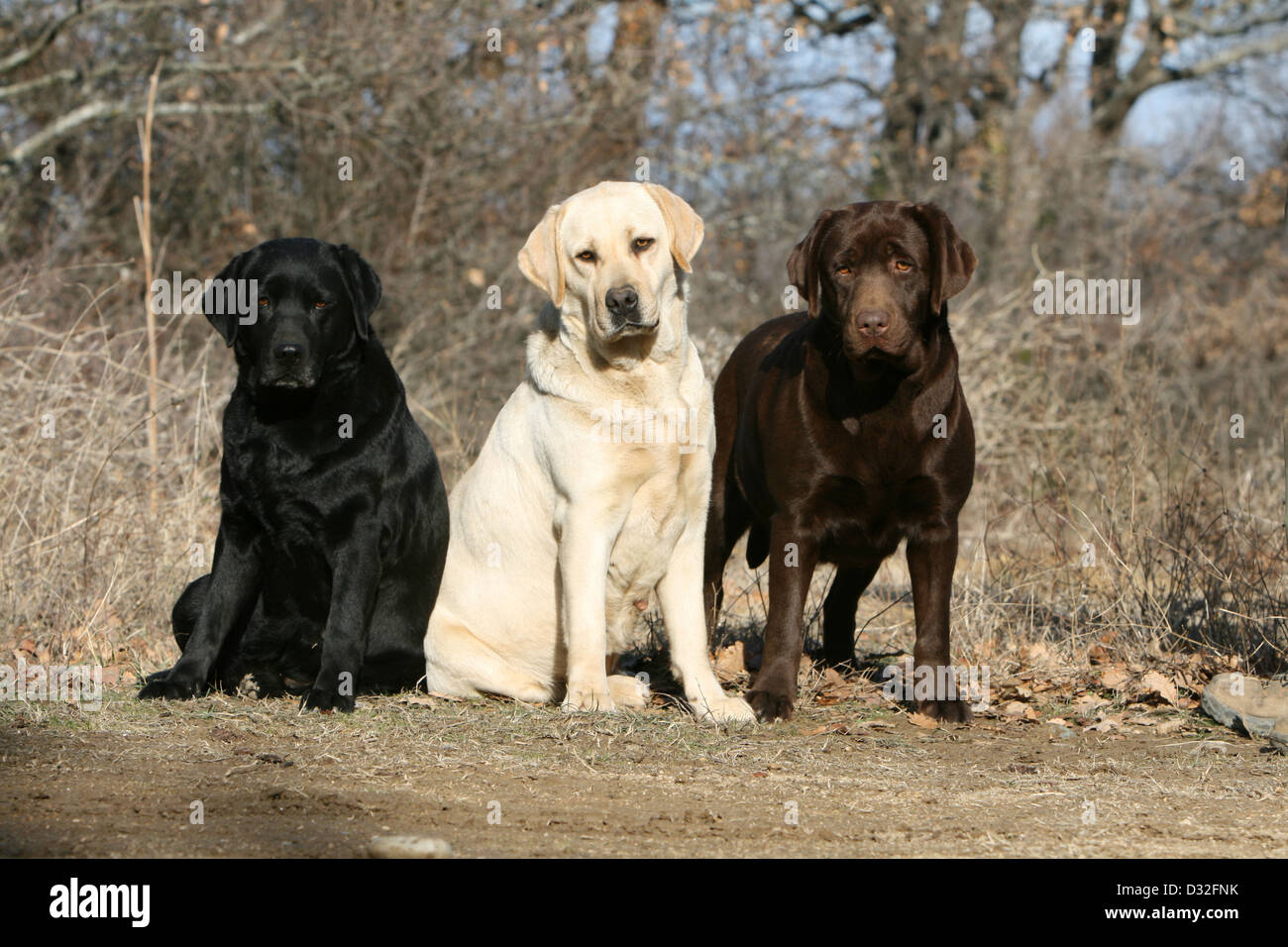 What Are The Different Colors Of Labrador Retrievers