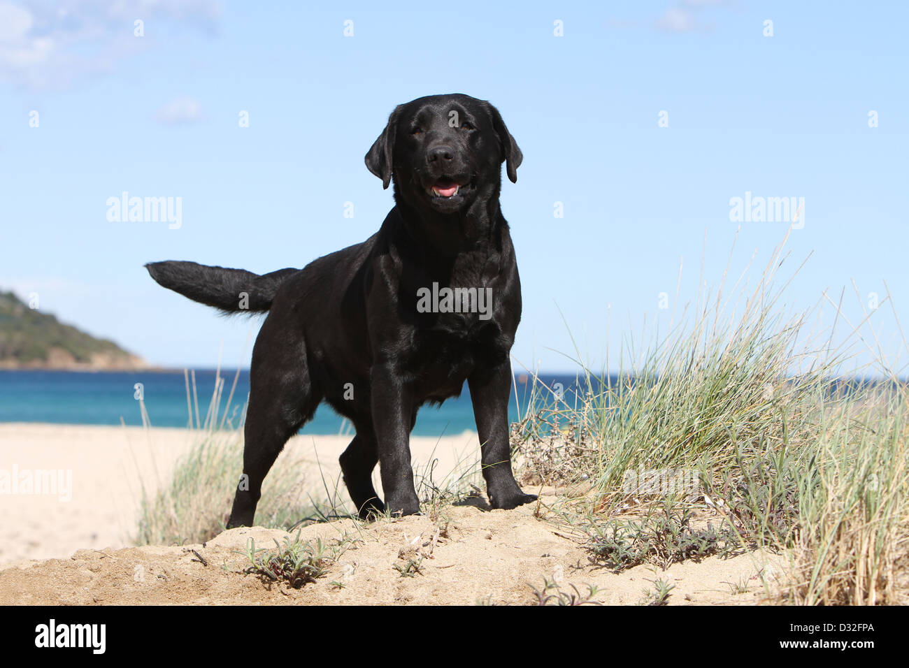Dog Labrador Retriever adult (black) standing on the beach Stock Photo ...