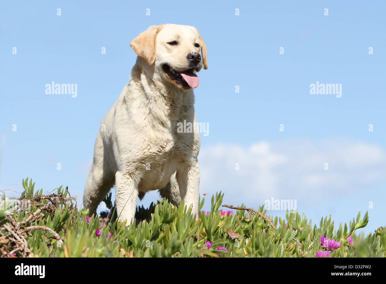 Yellow labrador retrievers standing hi-res stock photography and images ...