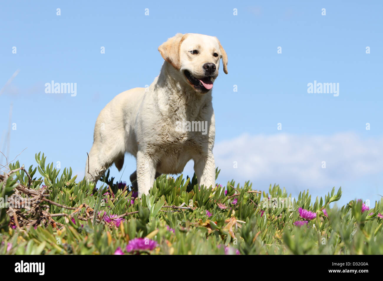 Dog labrador retriever adult yellow standing hi-res stock photography ...