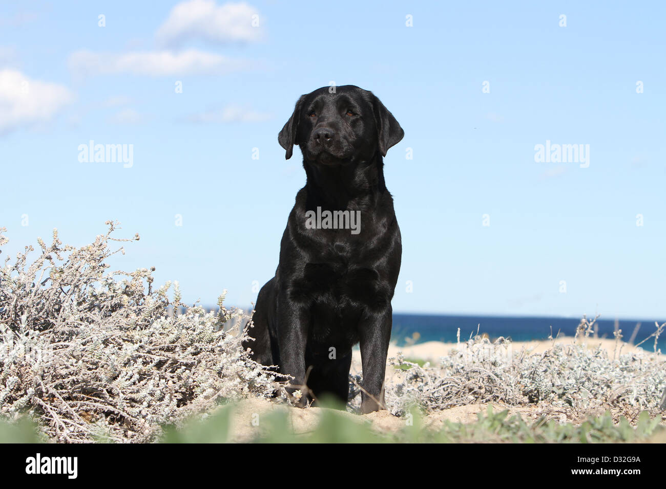 Dog Labrador Retriever adult (black) sitting on the beach Stock Photo ...