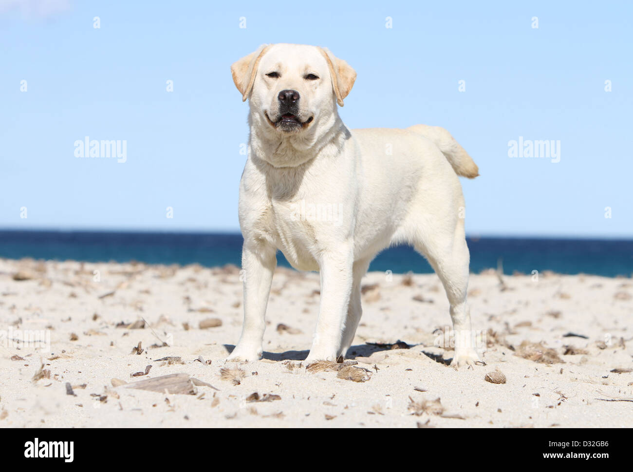 Labrador standing on beach hi-res stock photography and images - Alamy