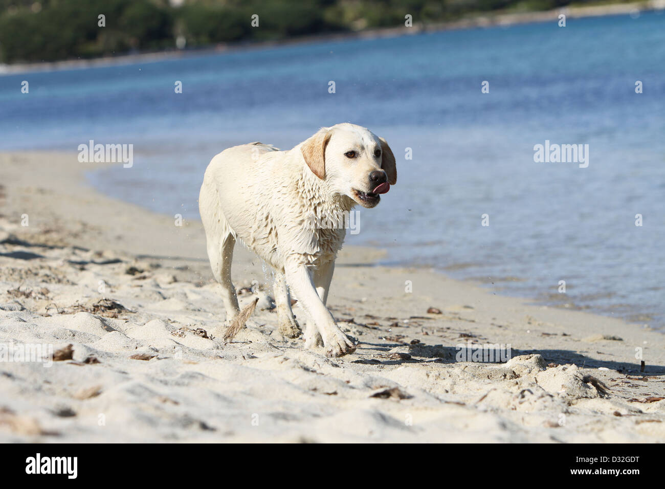 Dog Labrador Retriever adult (yellow) walking on the beach Stock Photo ...