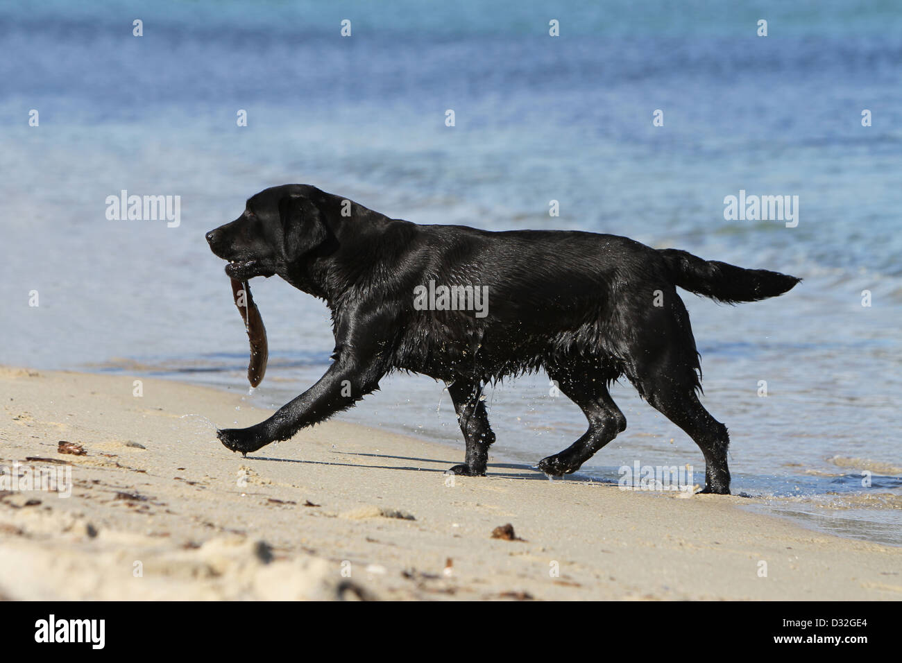 Black Labrador Retriever Retrieving A Stick High Resolution Stock ...