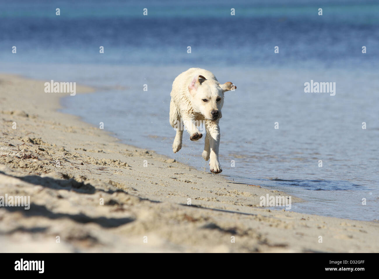 Dog Labrador Retriever adult (yellow) running on the beach Stock Photo ...