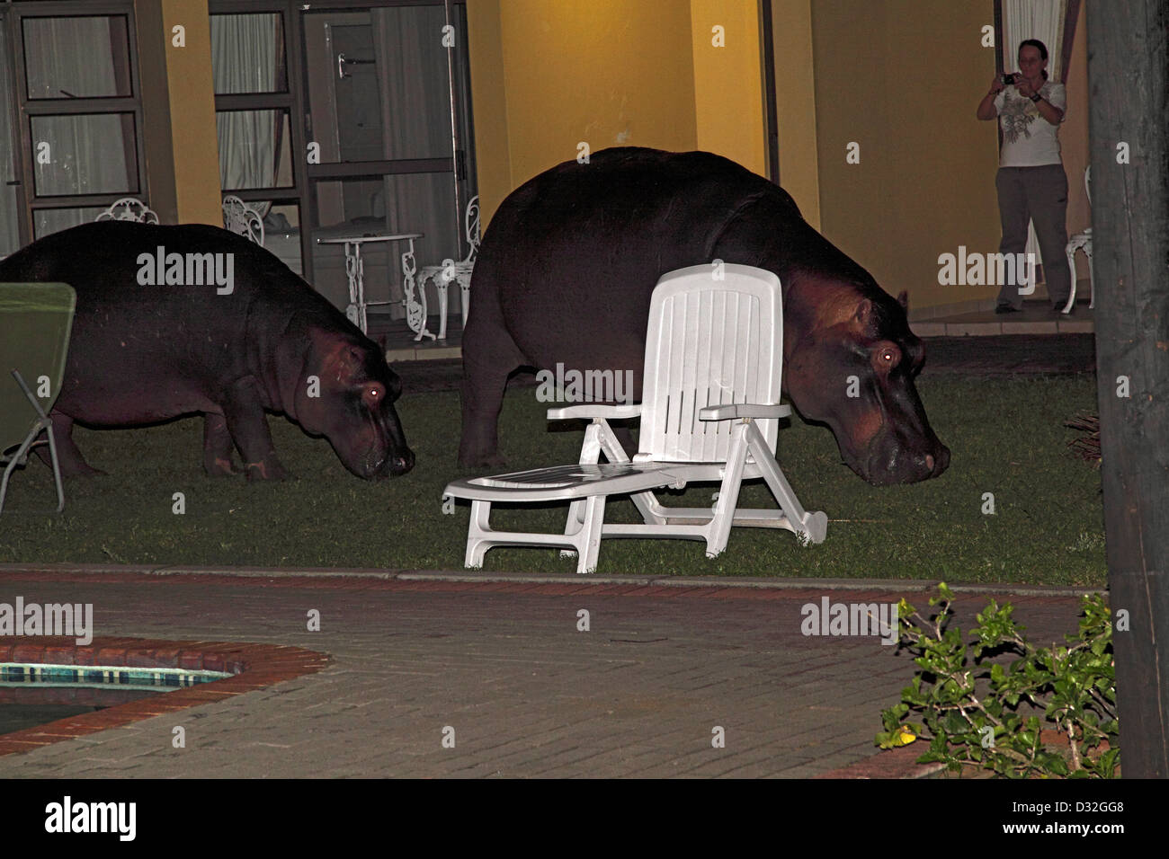 Hippopotamus grazing at night in garden in St. Lucia Stock Photo - Alamy