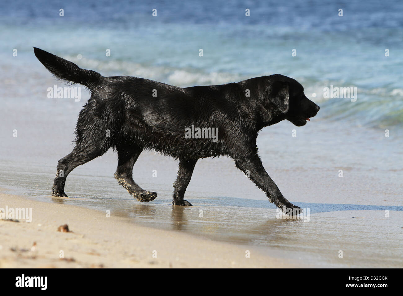 Black labrador retriever in sea hi-res stock photography and images - Alamy