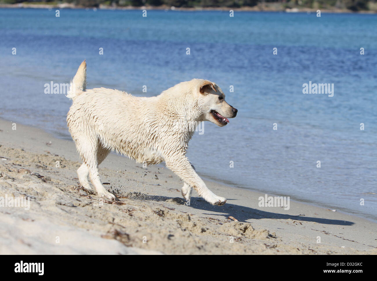 Dog Labrador Retriever adult (yellow) running on the beach Stock Photo ...