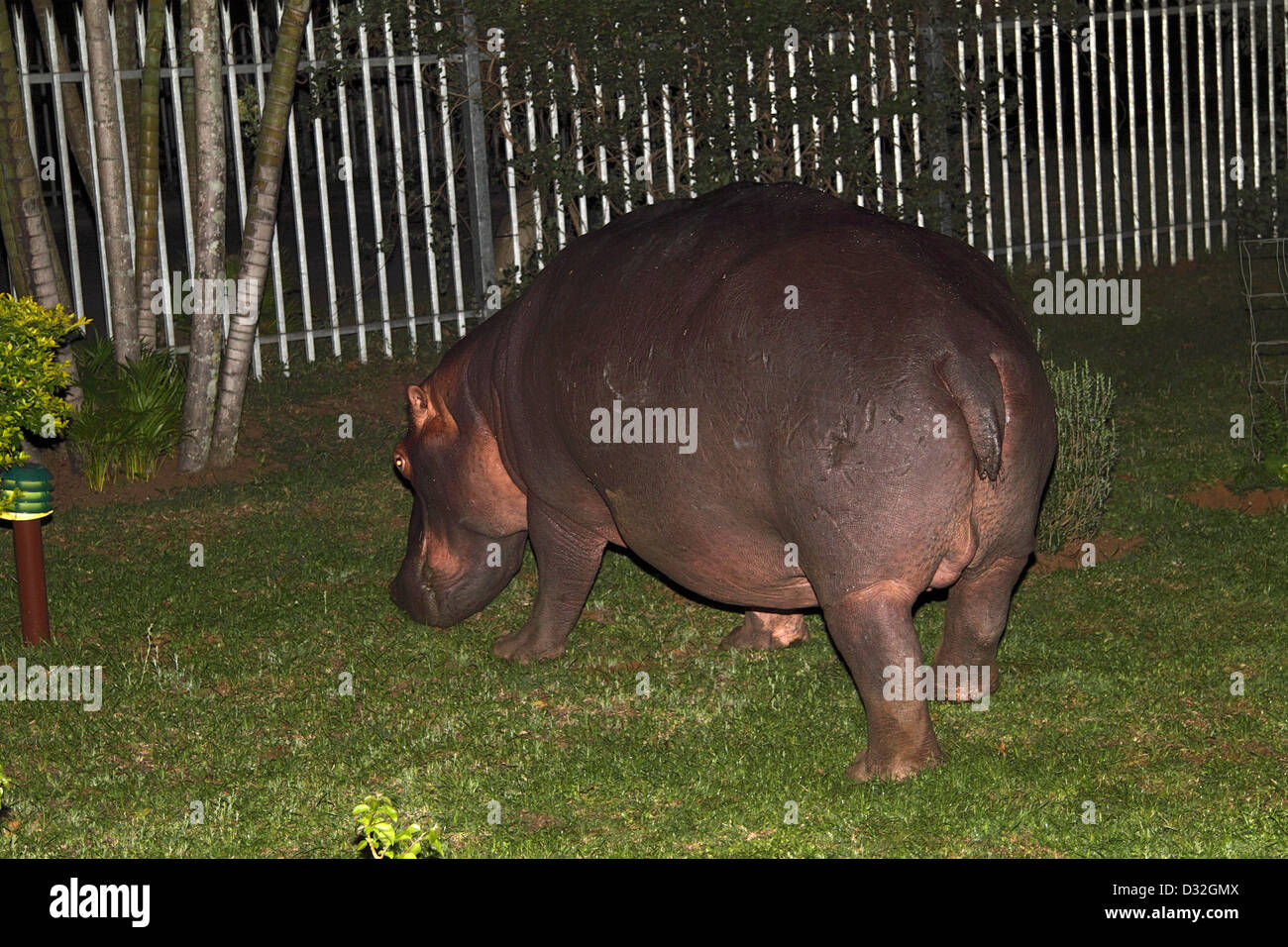 Hippopotamus grazing at night in garden in St. Lucia Stock Photo - Alamy