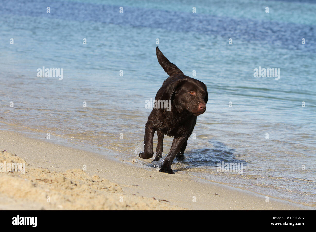 Chocolate lab on a beach hi-res stock photography and images - Alamy