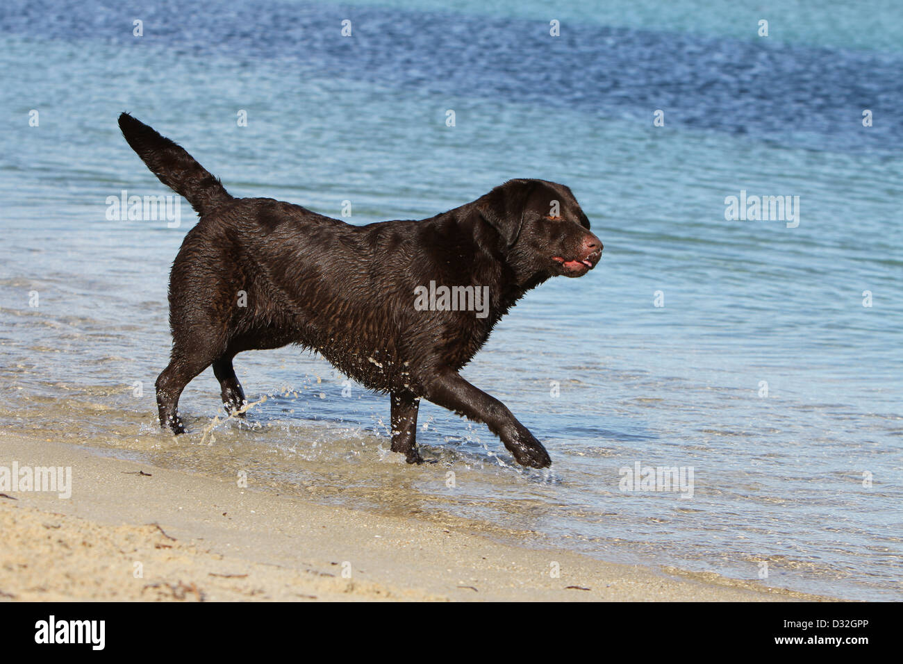 Chocolate lab on a beach hi-res stock photography and images - Alamy