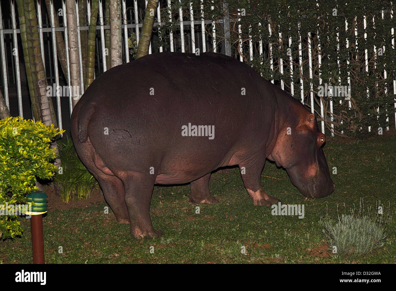 Hippopotamus grazing at night in garden in St. Lucia Stock Photo - Alamy