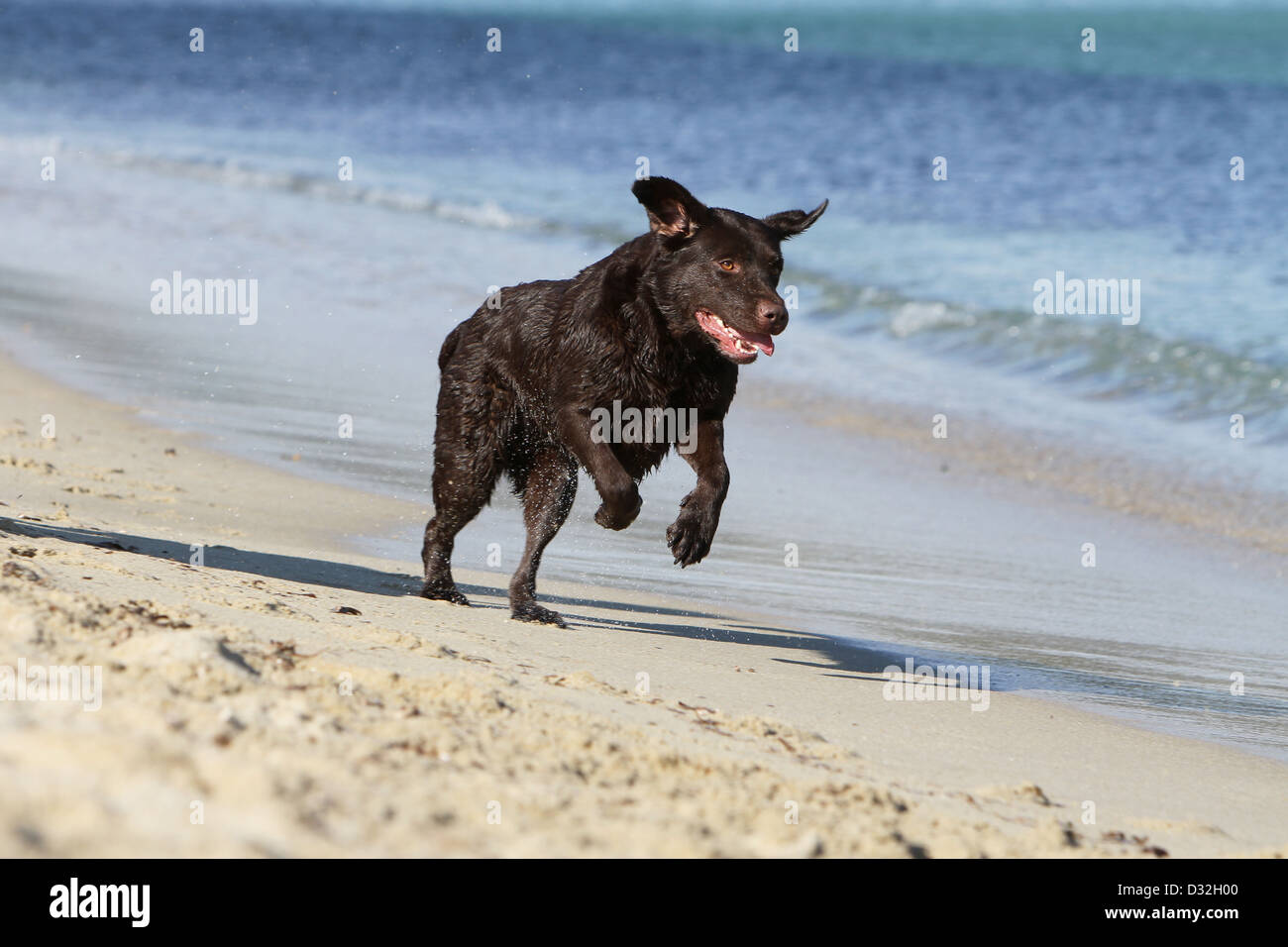 Dog Labrador Retriever adult (chocolate) running on the beach Stock ...
