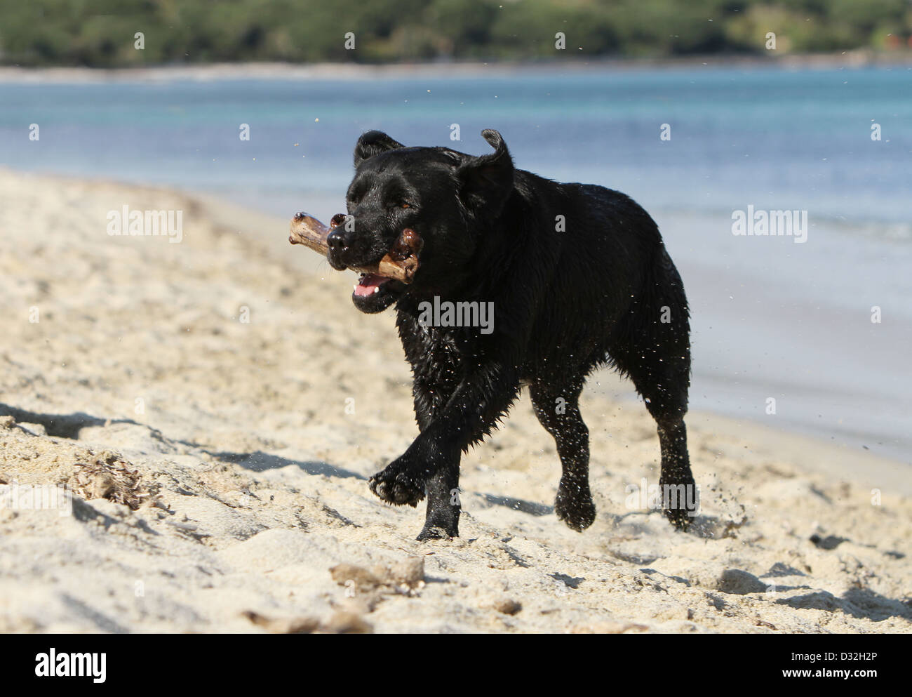 Labrador dog stick on beach hi-res stock photography and images - Alamy