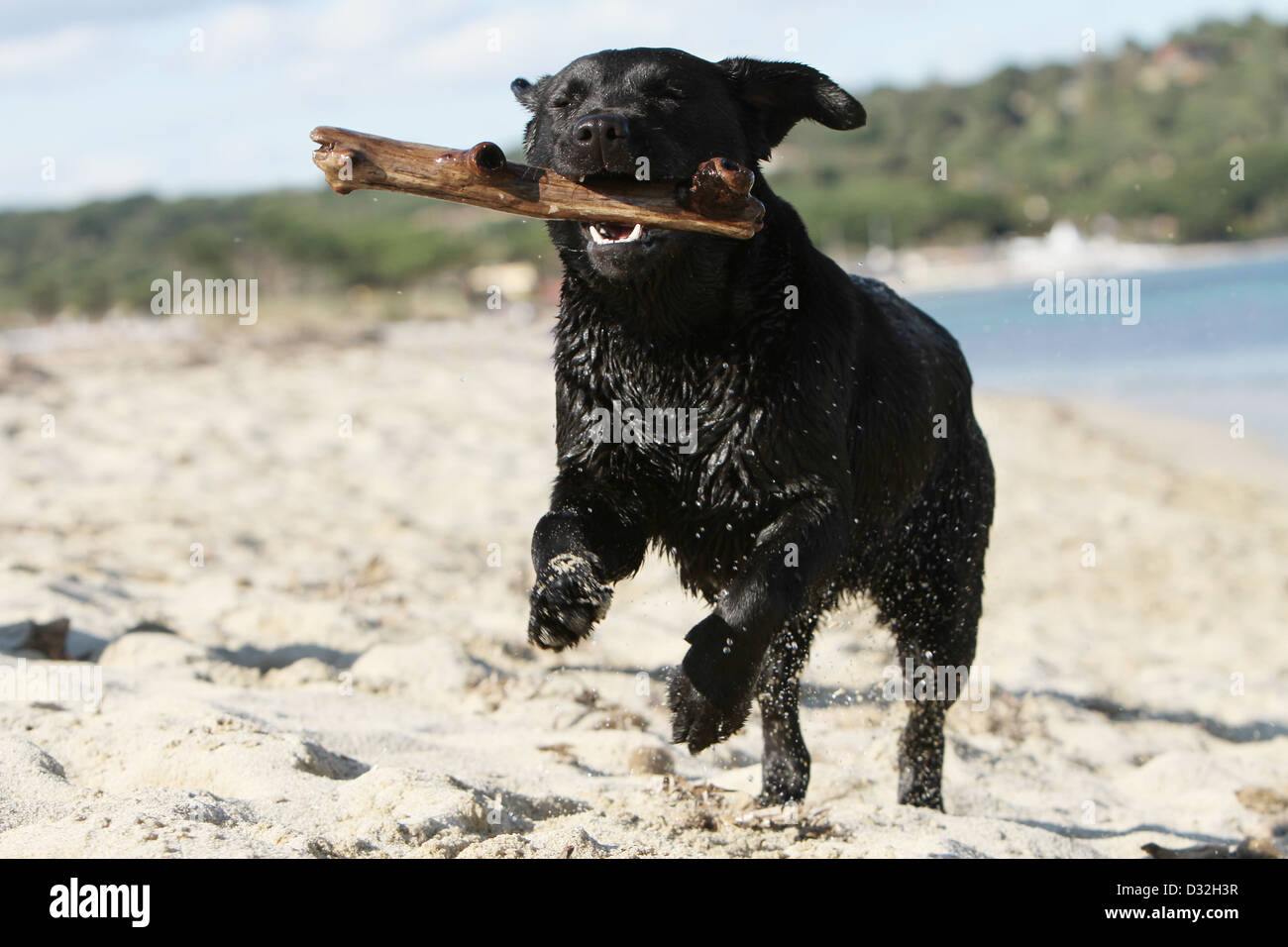 Black lab retrieving a stick hi-res stock photography and images - Alamy