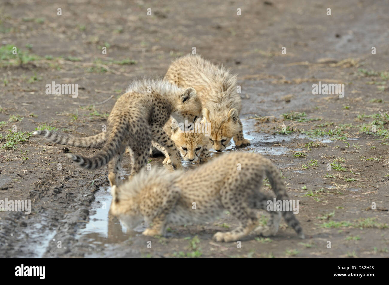 Cheetah cubs drinking from a pool on the tyre track in Ndutu in ...