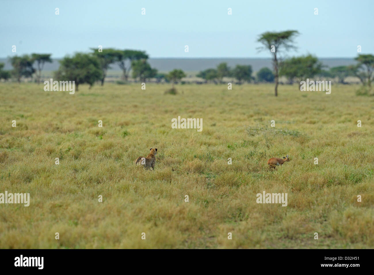 Charging Cheetah in the grasslands of Ndutu in Ngorongoro conservation ...