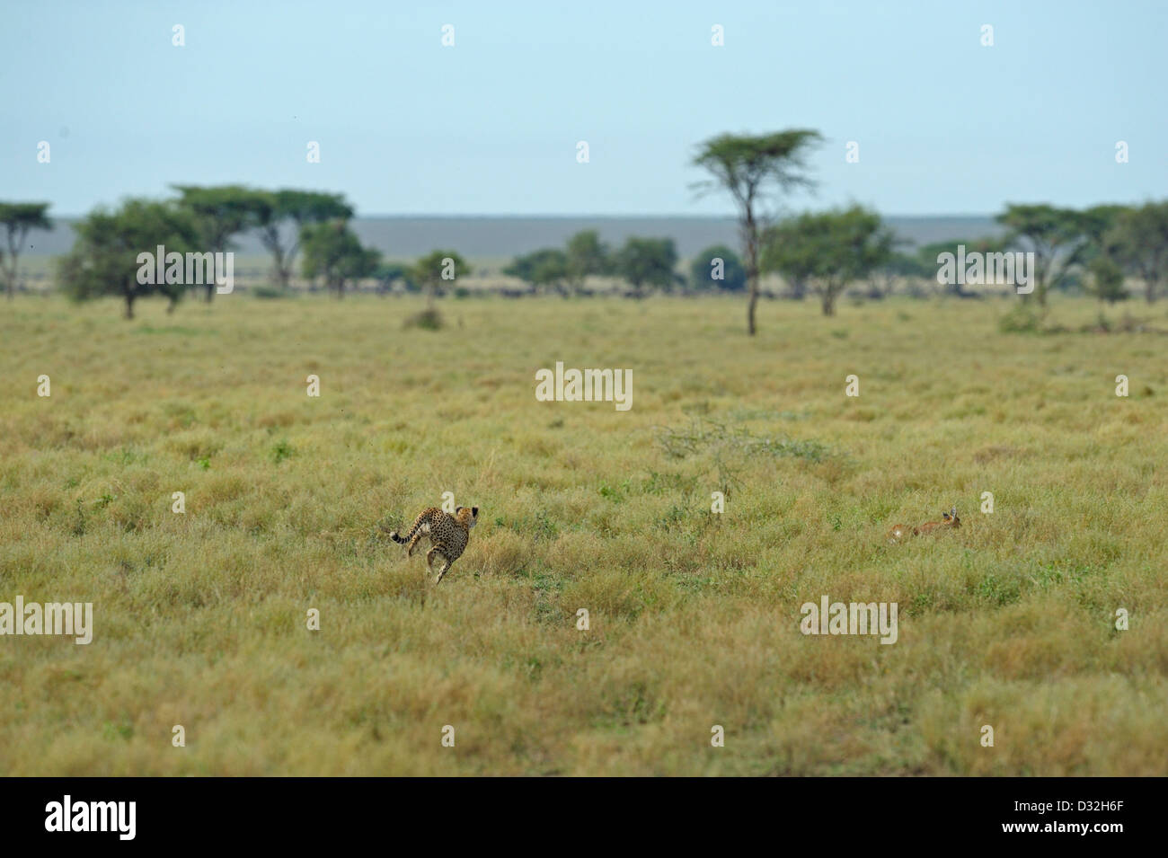 Charging Cheetah in the grasslands of Ndutu in Ngorongoro conservation ...