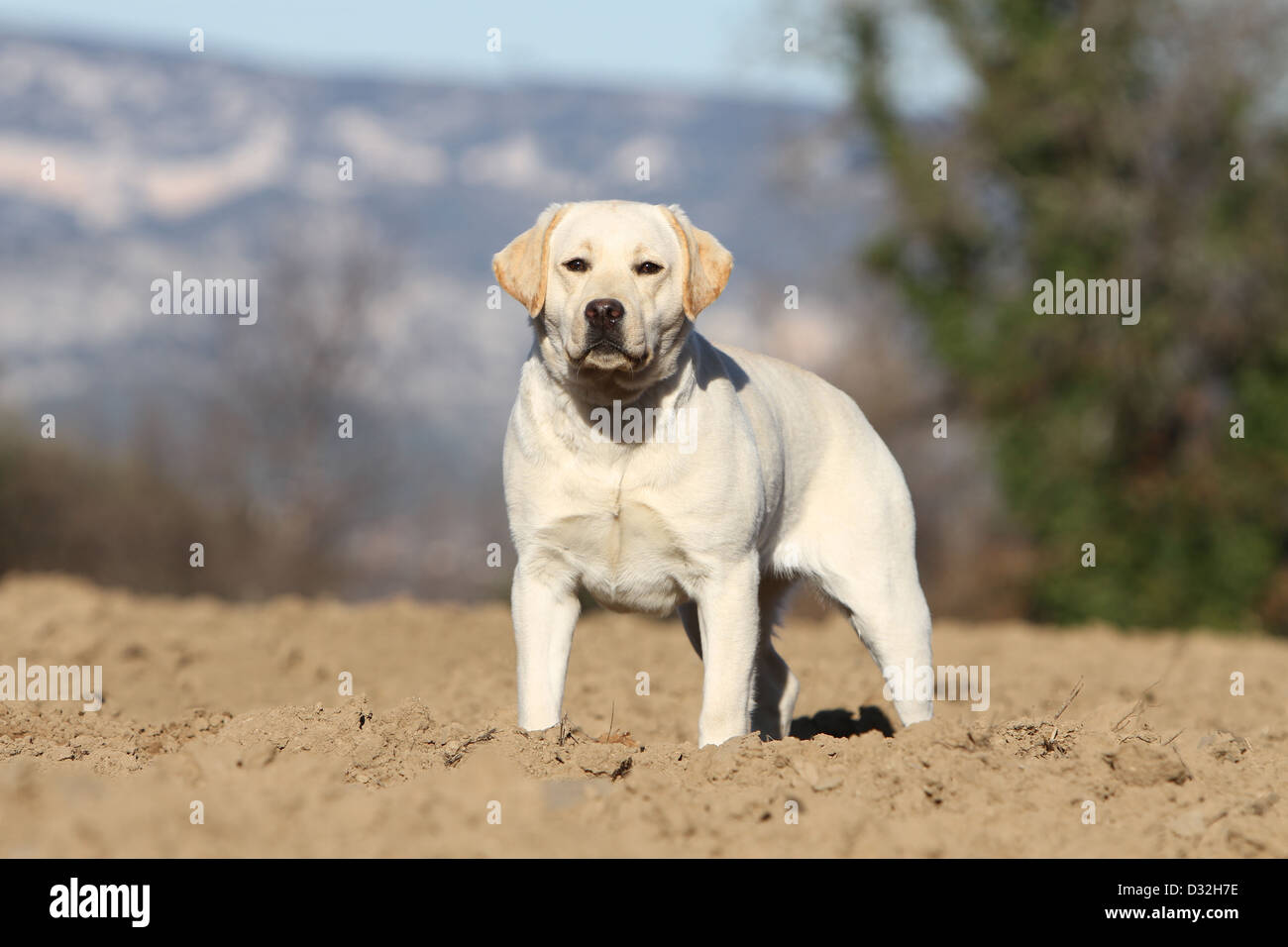 Dog Labrador Retriever adult (yellow) standing in a field Stock Photo ...