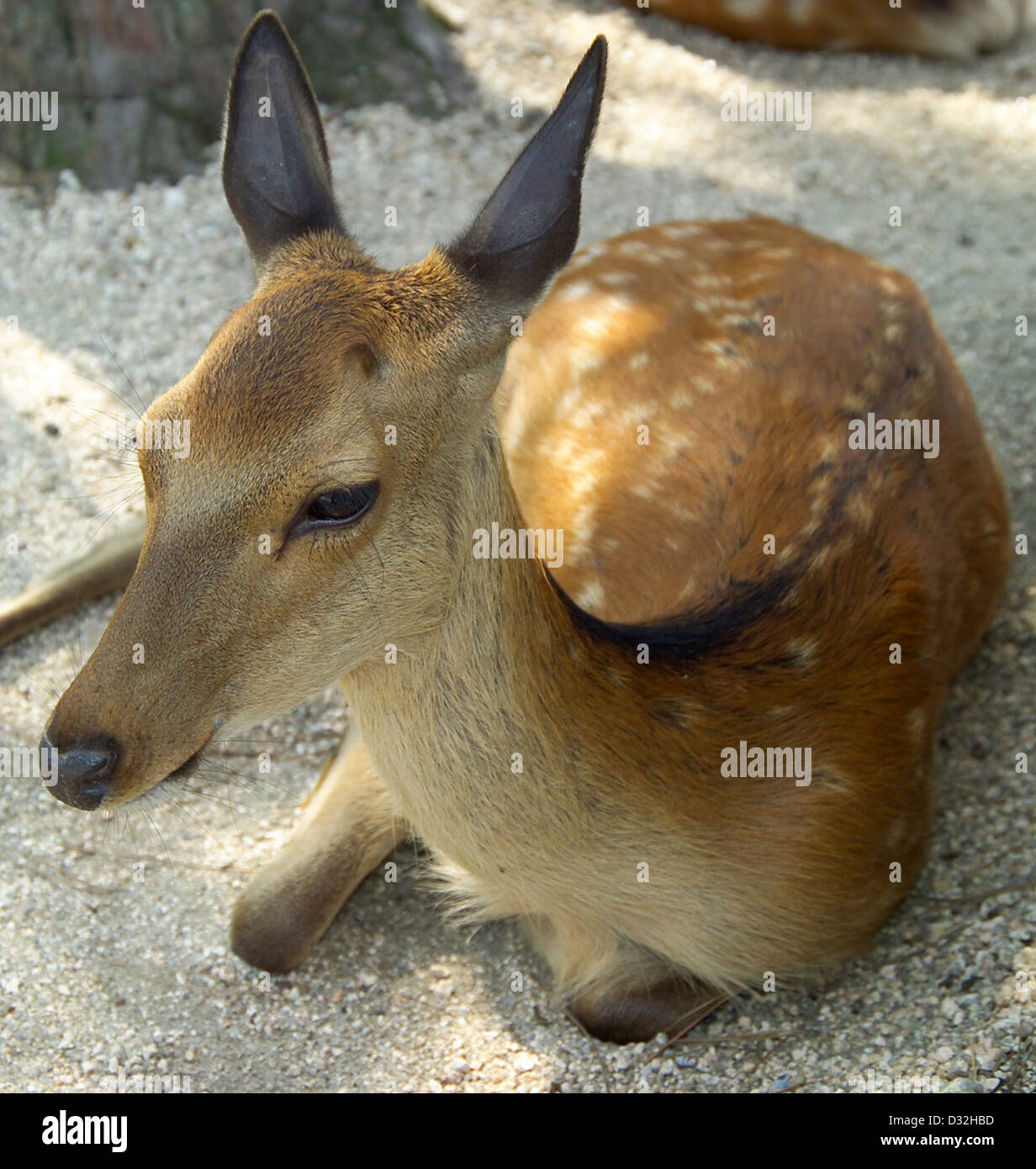 Deer are frequently seen at Itsukushima Shrine, located on Miyajima ...