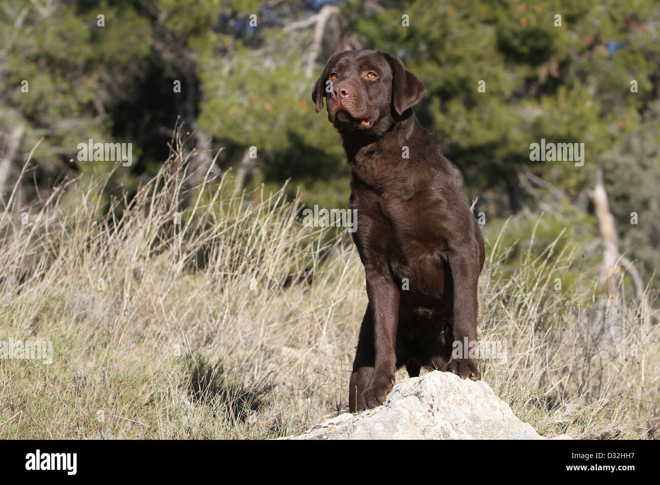 Adult chocolate labrador retriever sitting hi-res stock photography and ...