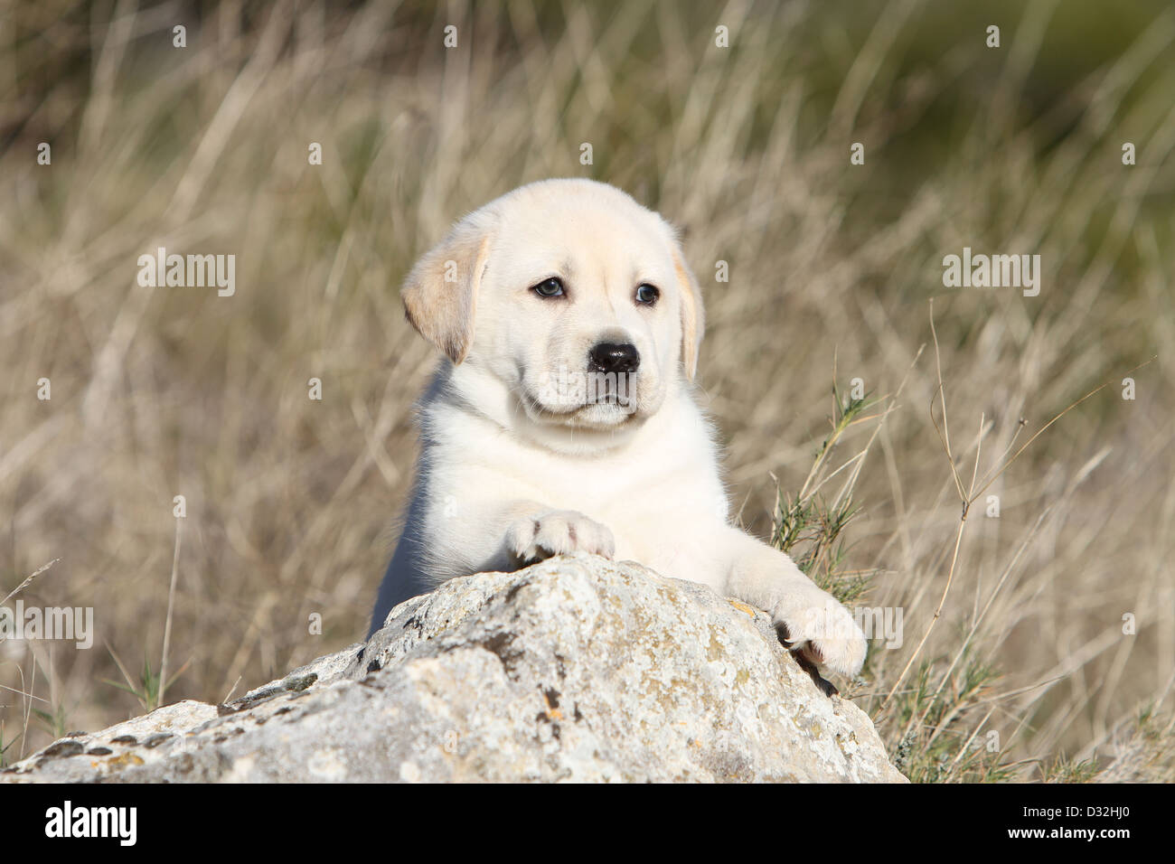 Labrador puppy lying on rock hi-res stock photography and images - Alamy
