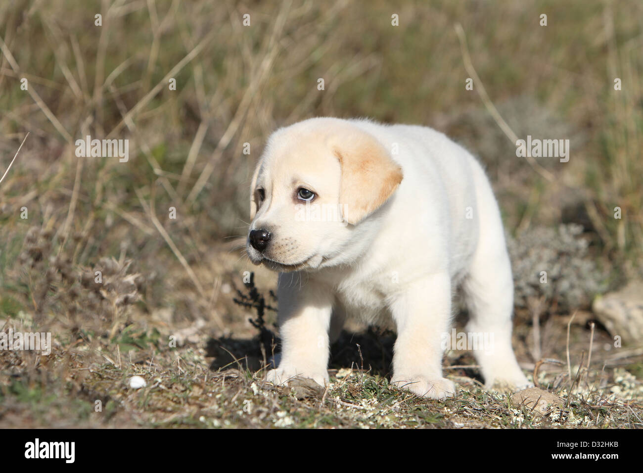 Dog Labrador Retriever puppy (yellow) standing in a wood Stock Photo ...