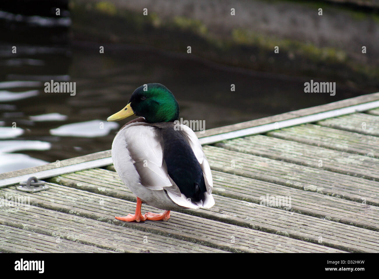 Duck on land hi-res stock photography and images - Alamy