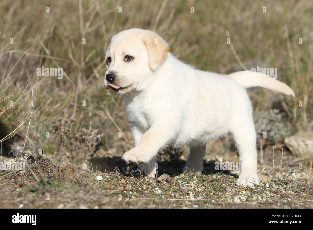 Dog Labrador Retriever puppy (yellow) walking profile Stock Photo - Alamy