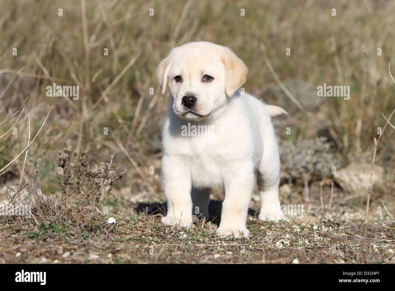 Dog Labrador Retriever puppy (yellow) standing in a wood Stock Photo ...