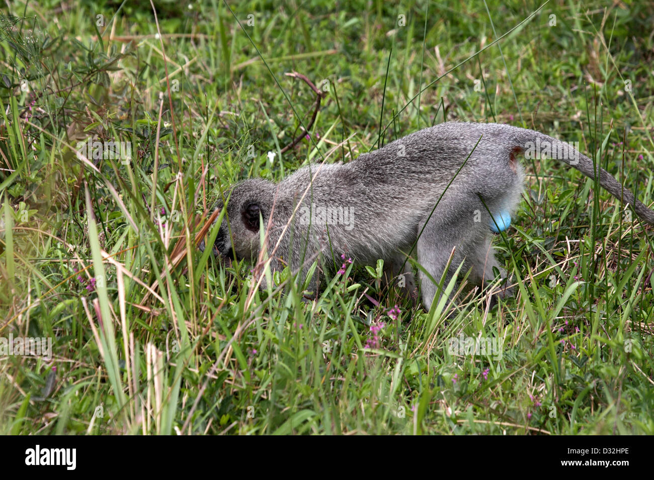 Vervet monkey male foraging in grassland in South Africa Stock Photo ...