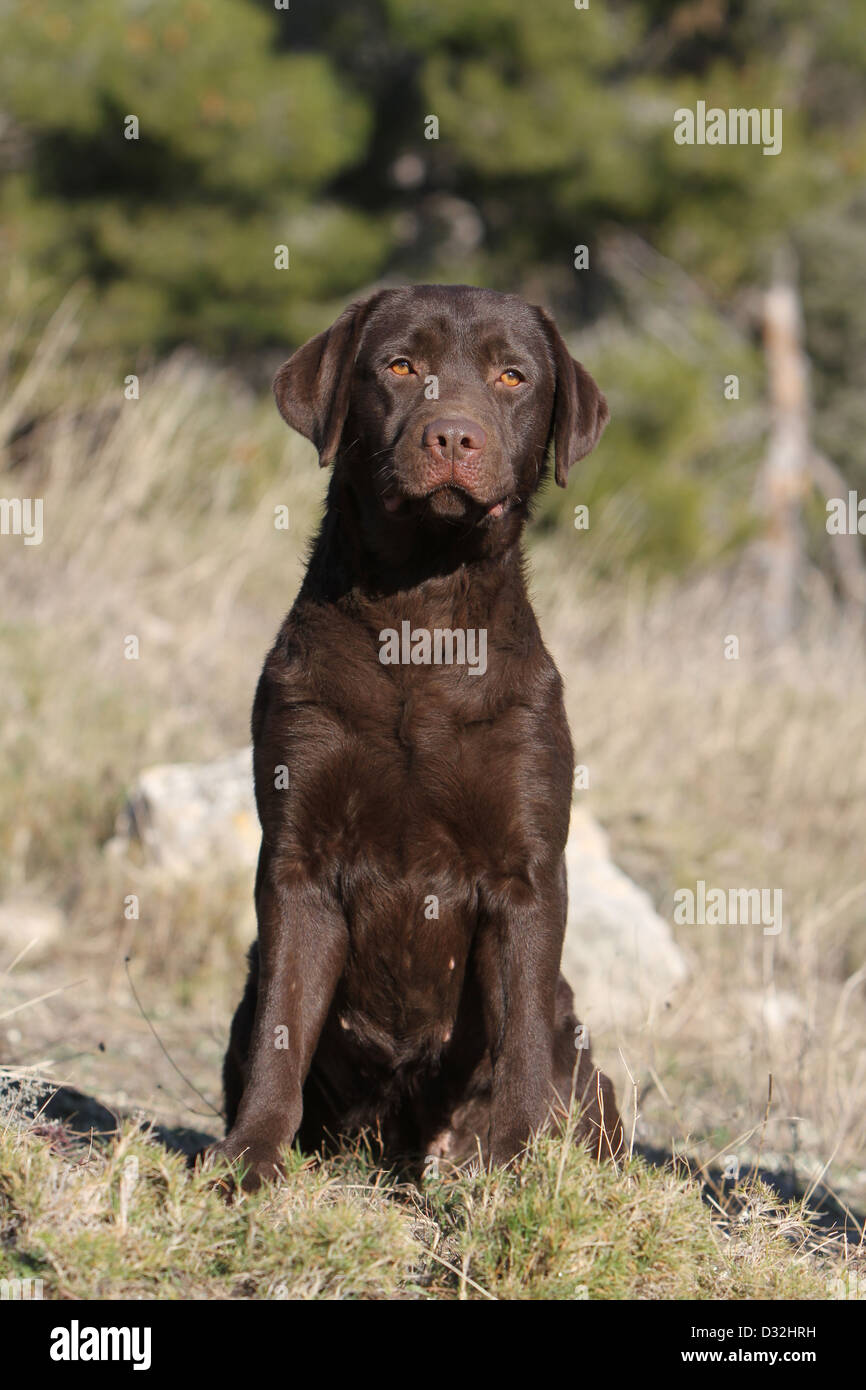 Dog Labrador Retriever young (chocolate) sitting Stock Photo - Alamy