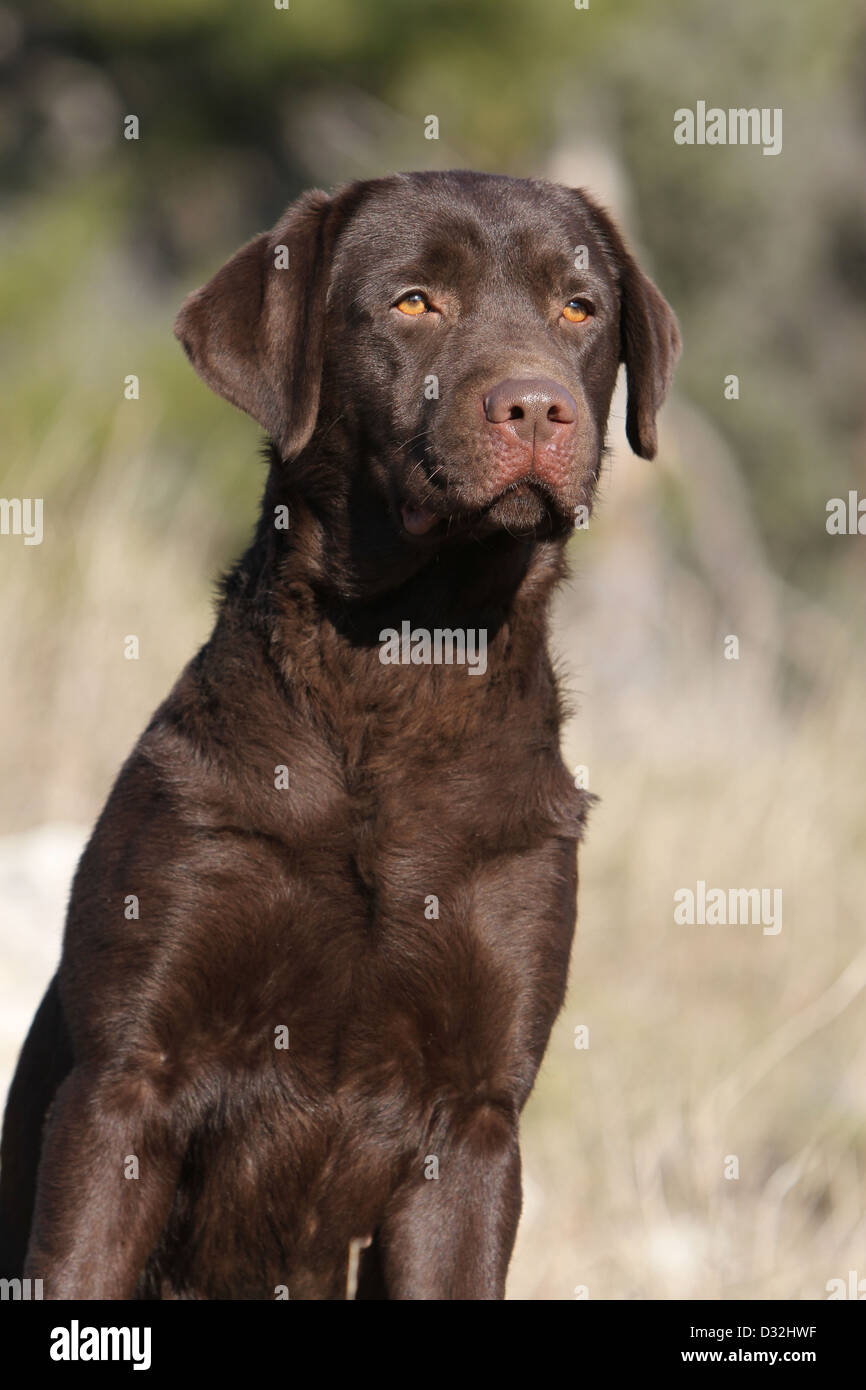 Dog Labrador Retriever young (chocolate) portrait Stock Photo - Alamy
