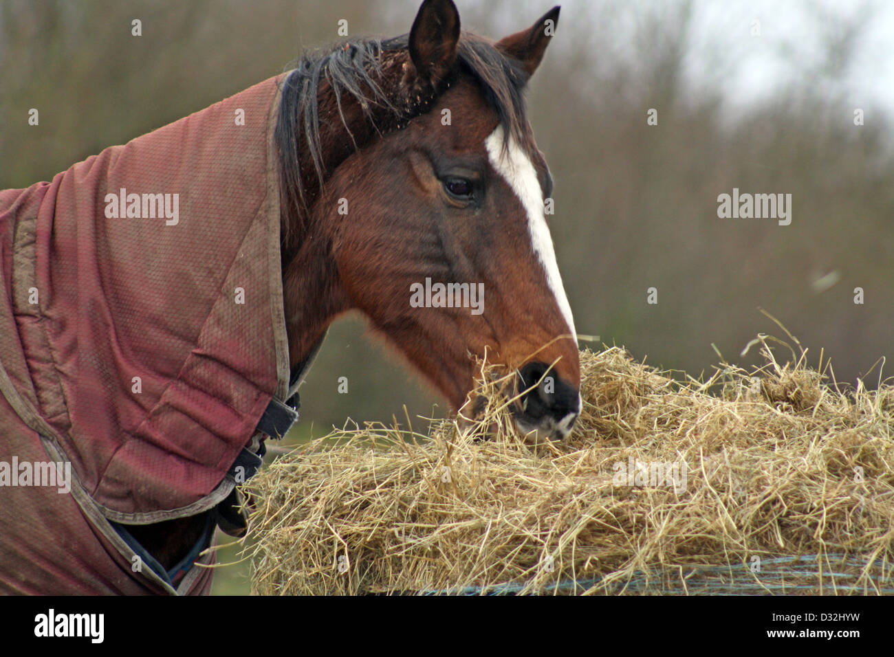 horse eating hay Stock Photo - Alamy horse eating hay Stock Photo - Alamy