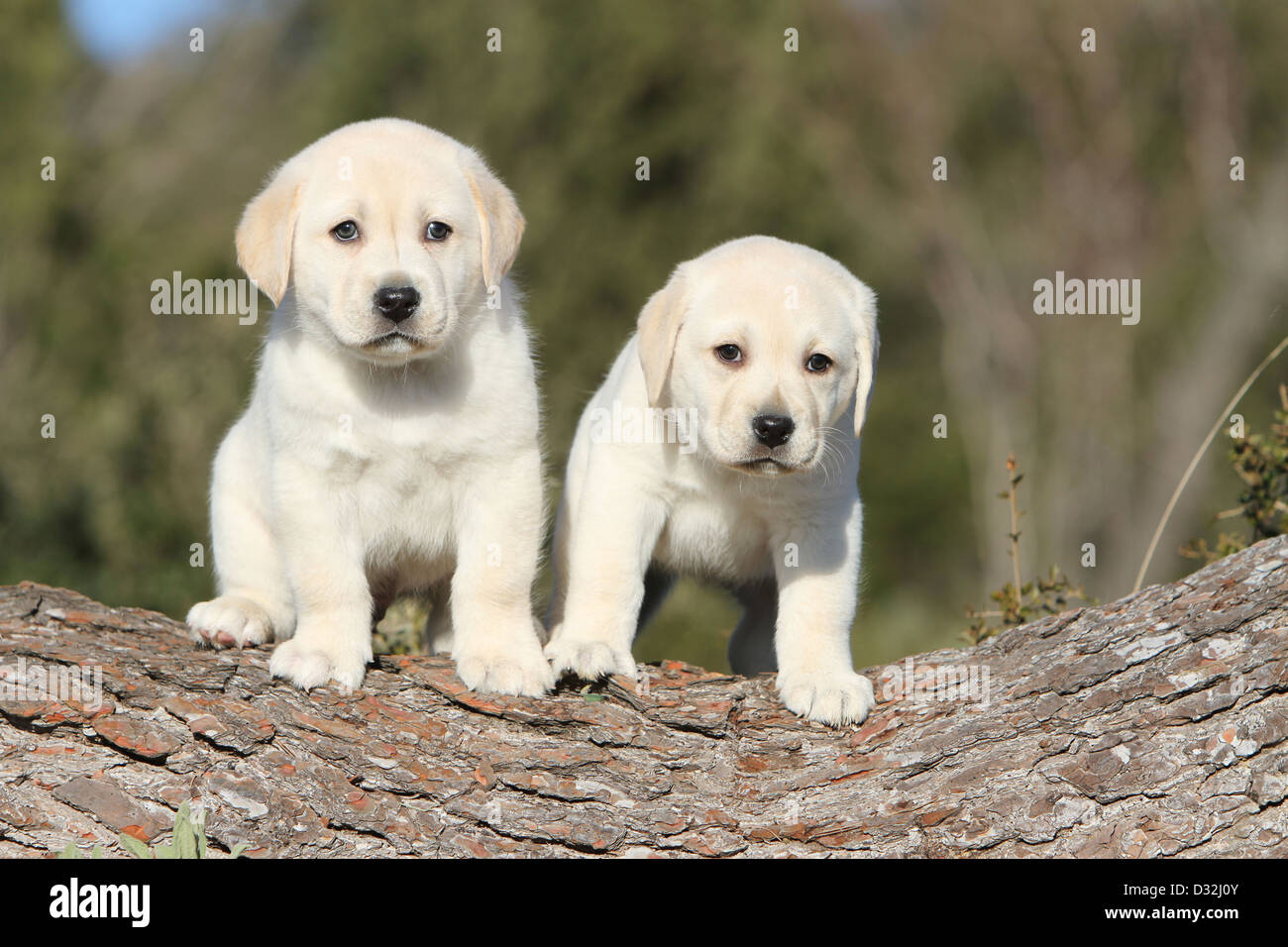 Dog Labrador Retriever two puppies (yellow) standing on a wood Stock ...