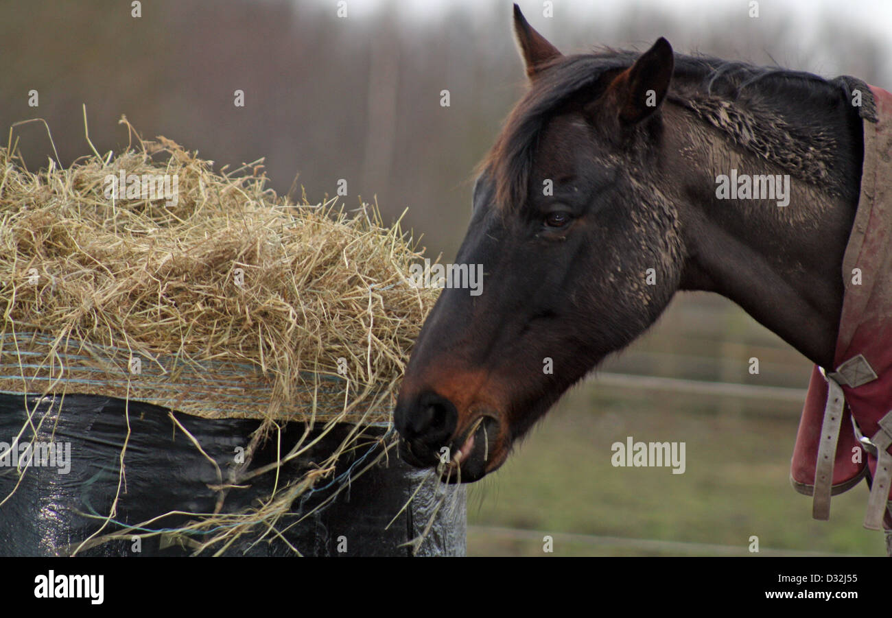 horse eating hay Stock Photo - Alamy