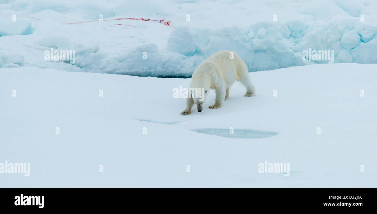 Blood bears hi-res stock photography and images - Alamy