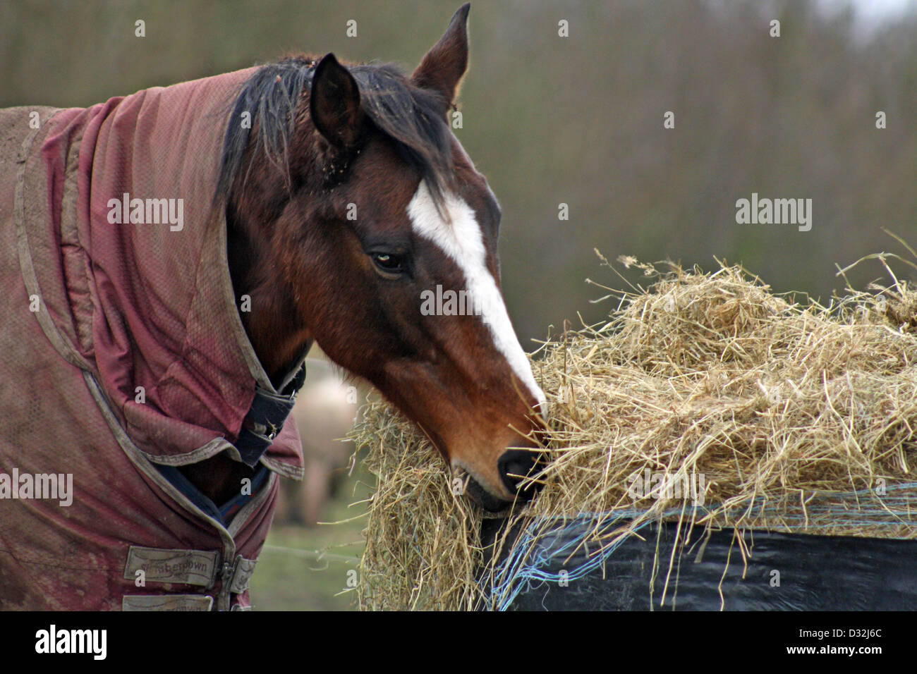 horse eating hay Stock Photo - Alamy