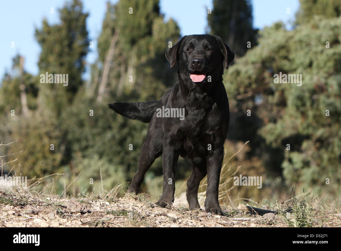 Black labradors standing hi-res stock photography and images - Alamy
