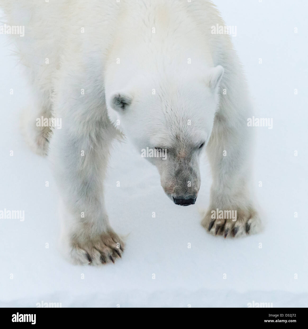 Polar Bear ((Ursus maritimus), Greenland Stock Photo - Alamy