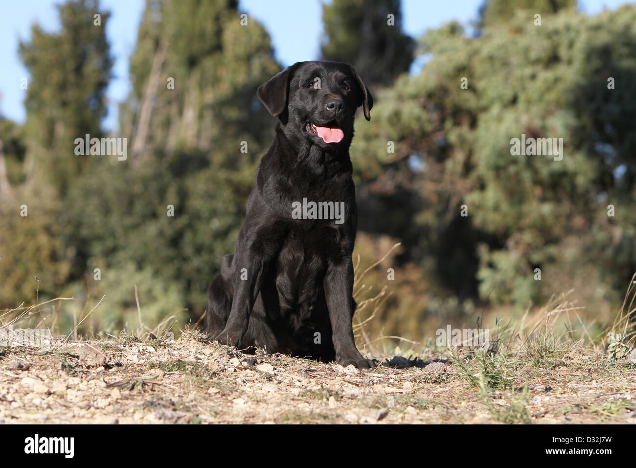 Labrador canada forest hi-res stock photography and images - Alamy