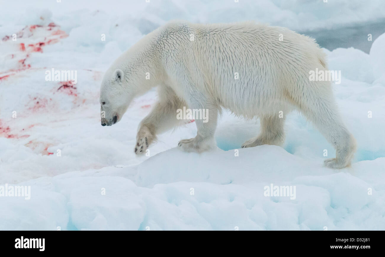 Polar bear (Ursus maritimus), Greenland Blood on the ice is from the ...