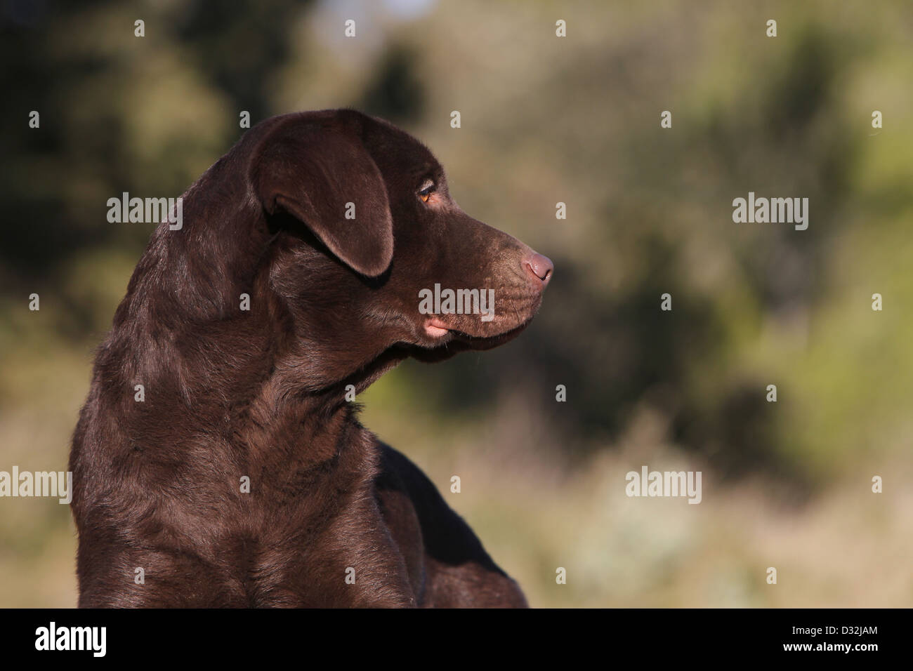 Dog Labrador Retriever adult (chocolate) portrait Stock Photo - Alamy