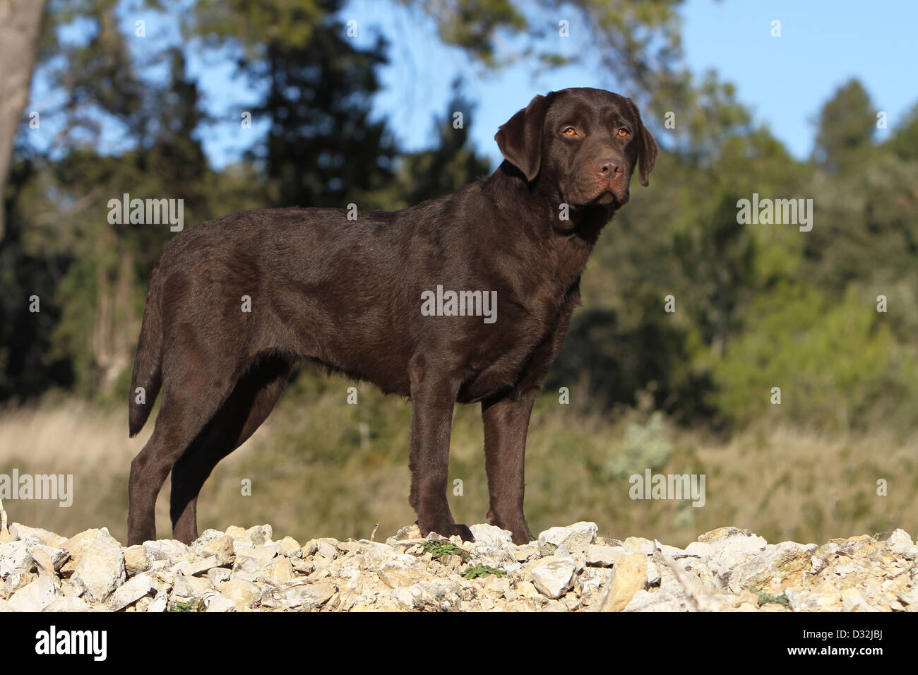 Dog Labrador Retriever adult (chocolate) standing profile Stock Photo ...