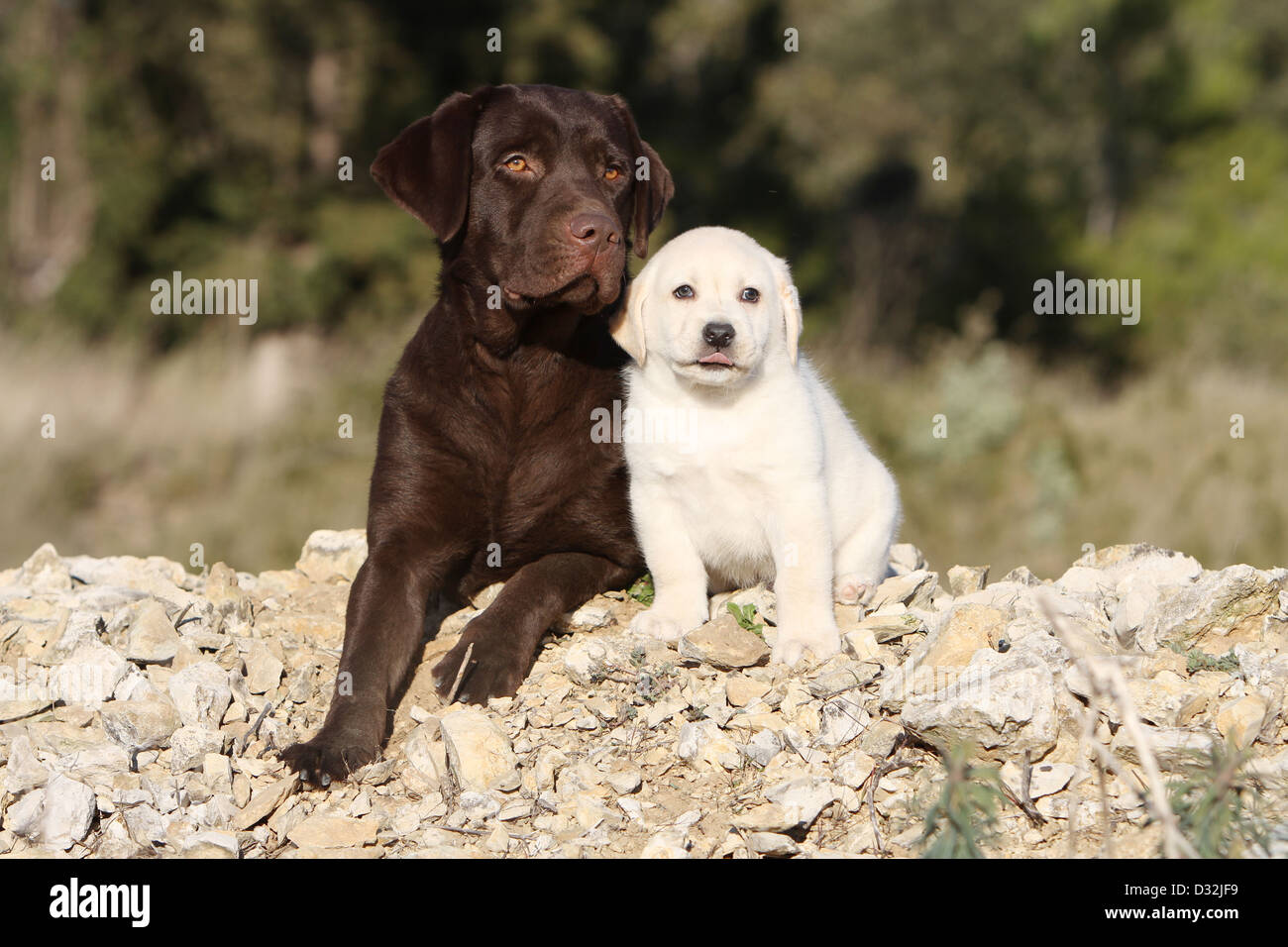 Labs assistance yellow labrador working dog cute hi-res stock ...