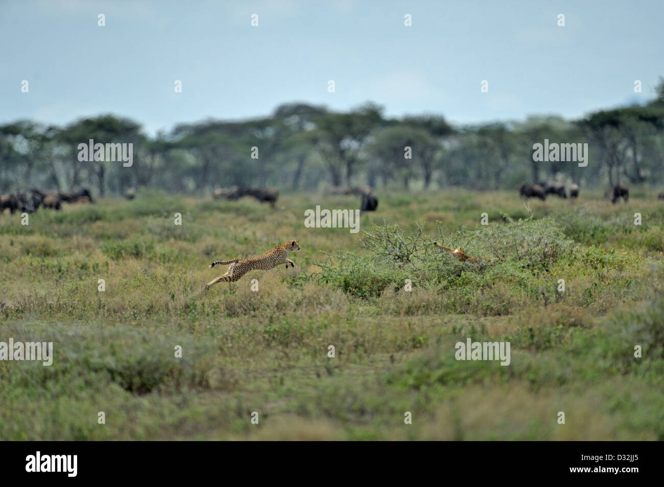 Charging Cheetah in the grasslands of Ndutu in Ngorongoro conservation ...
