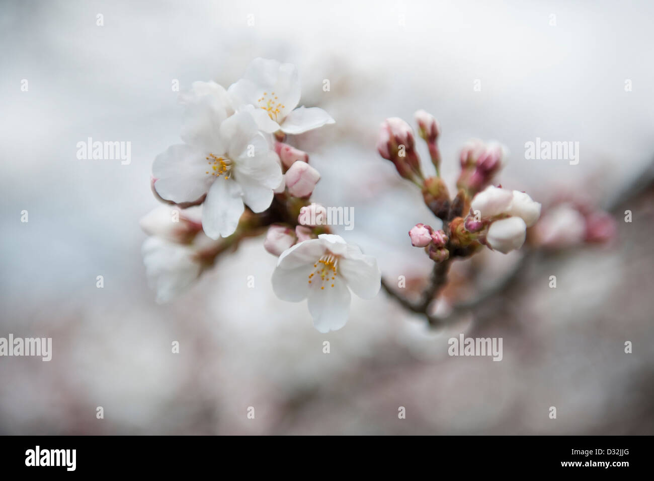 Springtime in Japan is cherry blossom season - a white Japanese ...