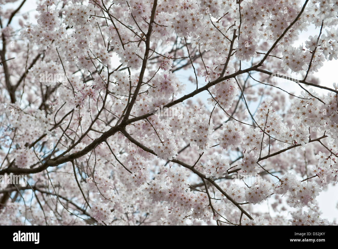 Springtime in Japan is cherry blossom season - a white Japanese ...