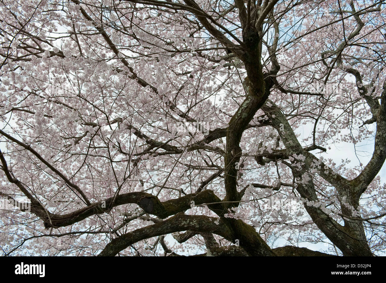Springtime in Japan is cherry blossom season - a white Japanese ...