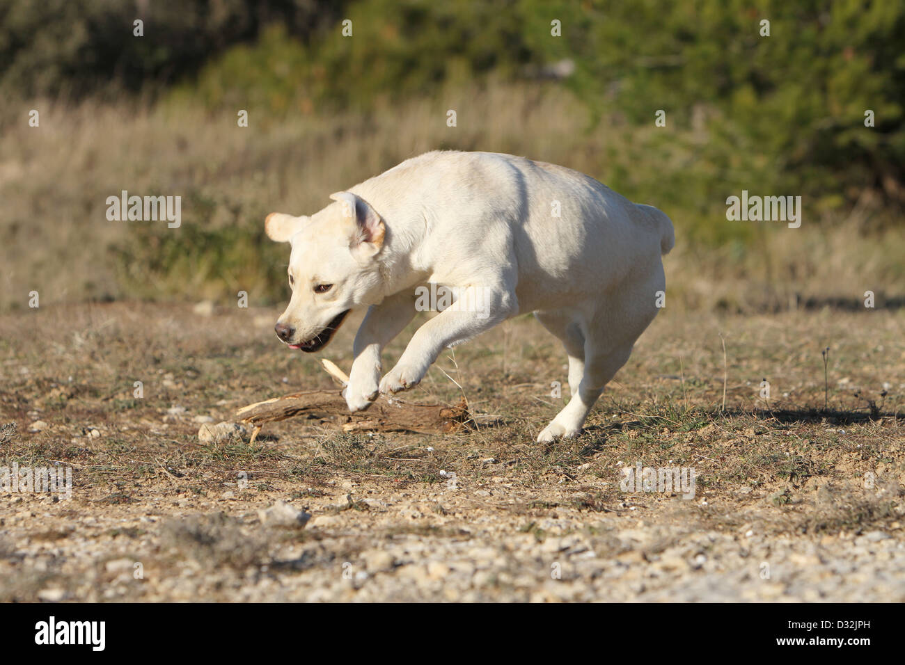 Dog Labrador Retriever adult (yellow) running in a meadow Stock Photo ...